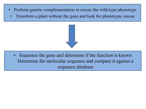 Map Based Cloningpptx Genetics Science