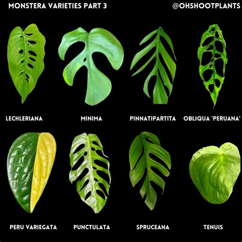 190 Plants Names 🪴 🌿 Ideas To Save Today Plants House Plants Indoor