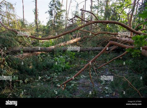Fallen Trees In Forest Caused By Extremely High Wind Speed During The Storm A Few Days Ago In