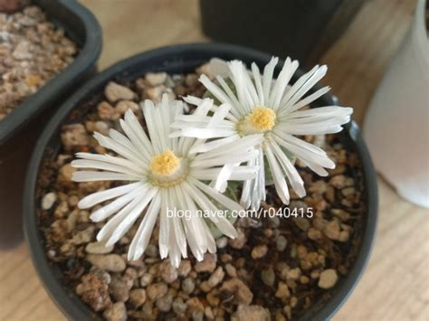 겨울철 다육이 키우기 리톱스 꽃 탈피 시기 네이버 블로그