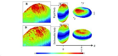 Speed Distributions For Representative Rigid And Deformable Platelets Download Scientific