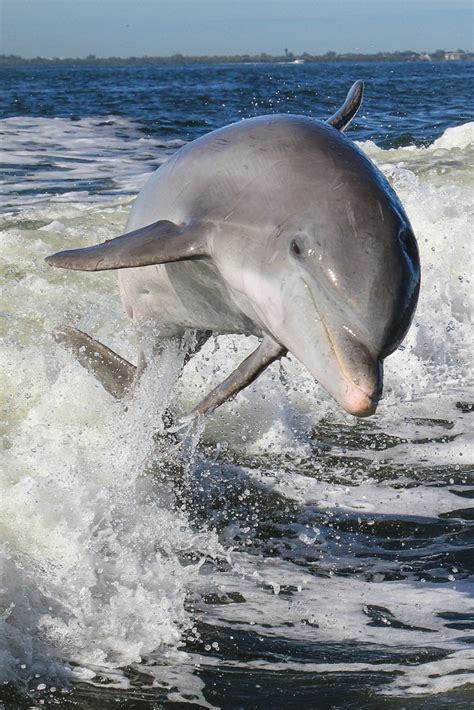 Dolphins Use Echolocation Underwater To Find Food And Navigate المرسال