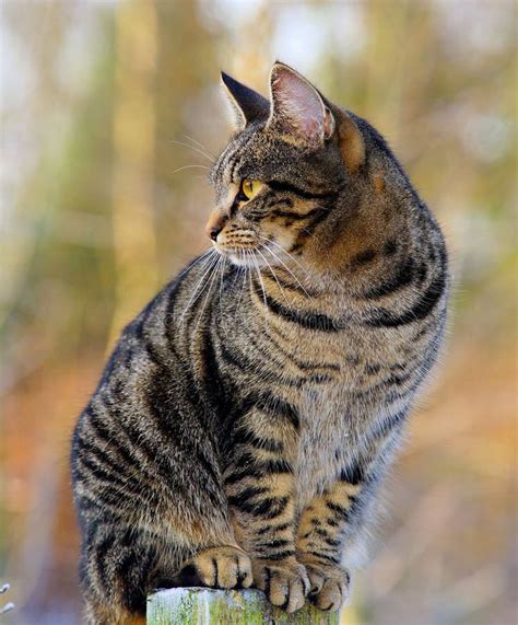Cat Dragon Li Whiskers Tabby Cat Stock Image Image Of Fauna