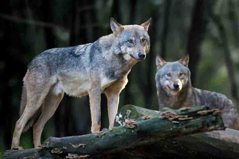 Wolf Pack Ranks Roles And Order Wolves Hierarchy