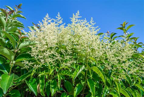 Japanese Variegated Privet