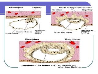 Sistem Reproduksi PPT
