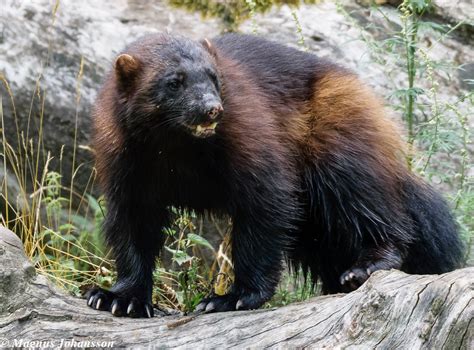 What Do Wolverines Hunt