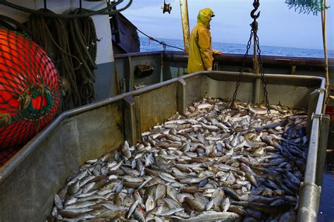 Plus De La Moitié Des Océans Exploitée Par La Pêche Industrielle