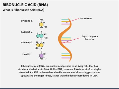 Simple Rna Structure