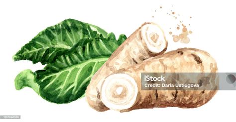 고추냉이 뿌리와 잎과 강판 고추냉이 흰색 배경에 고립 된 손으로 그린 수채화 그림 강판에 갈기에 대한 스톡 벡터 아트 및 기타 이미지 강판에 갈기 건강한 식생활