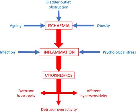 Pathophysiology Of Bladder Detrusor Overactivity Several Factors Download Scientific Diagram