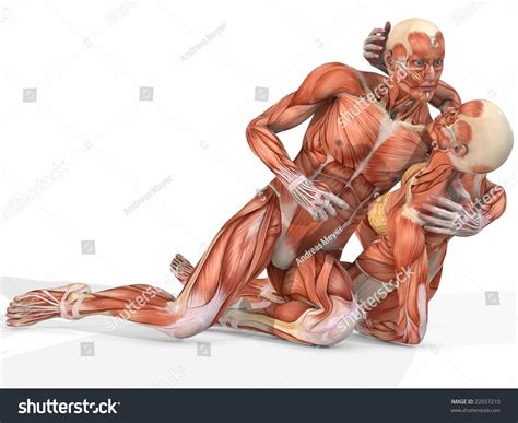 Female Male Anatomic Body Couple Stock Illustration 22657210 Shutterstock