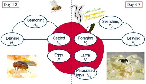 Spatio Temporal Modelling Of Infochemicals In A Food Web Context Wur