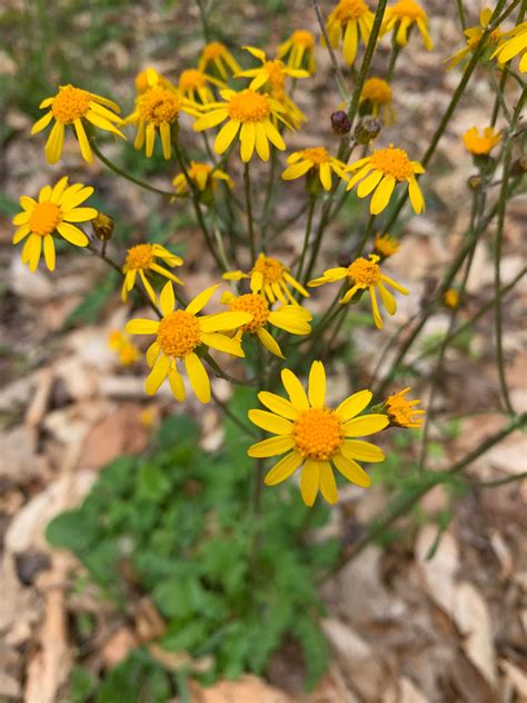 “indian” Cucumber Root Middle Way Nature Reserve