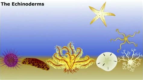 Phylum Echinoderms Youtube