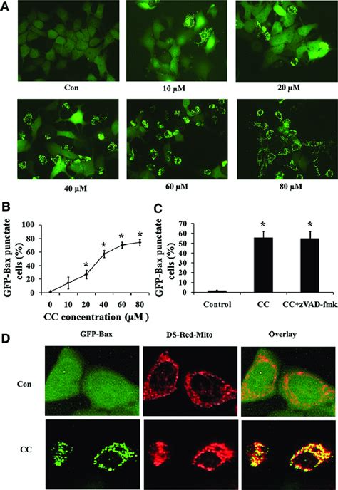 Compound C Induced Bax Translocation From The Cytoplasm To Mitochondria Download Scientific