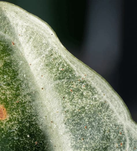 Early Signs Of Spider Mites Strobert Tree Services