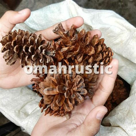 Jual Grosir Bunga Pinus Bunga Pinus Kering Bunga Pinus Dekorasi
