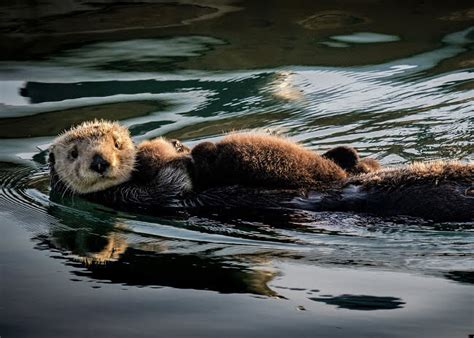 20 Best Things To Do In Morro Bay California