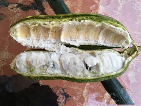 Health Benefits Of Ice Cream Bean Health Benefits