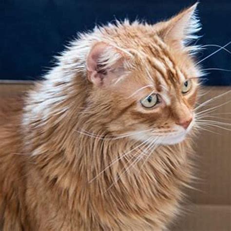What Can I Use To Groom My Long Haired Cat Diy Seattle