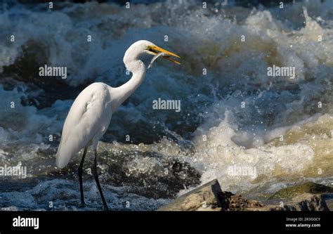 The Eastern Great Egret Ardea Alba Modesta Has A Wide Distribution
