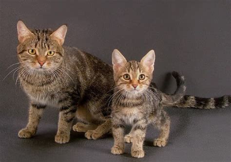 European Shorthair Cat Breed Lifespan Kittens Activity And Care