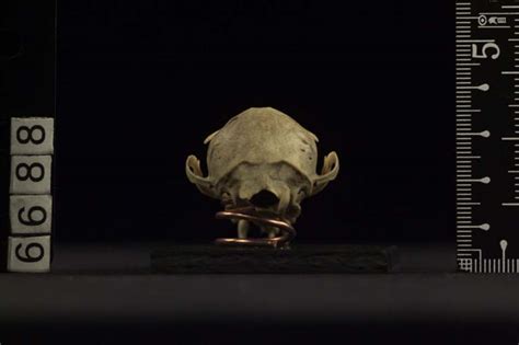 Pteropus Giganteus Indian Flying Fox