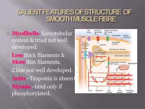 Smooth Muscle Pptx Free Download
