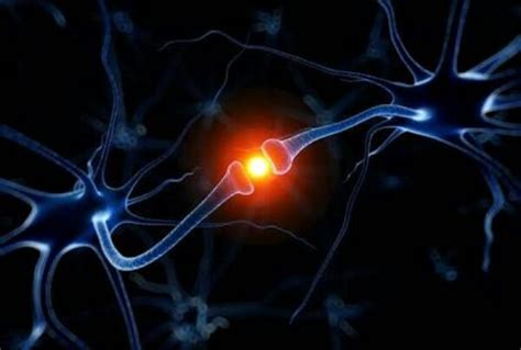 Fungsi Sinapsis Pada Sel Saraf