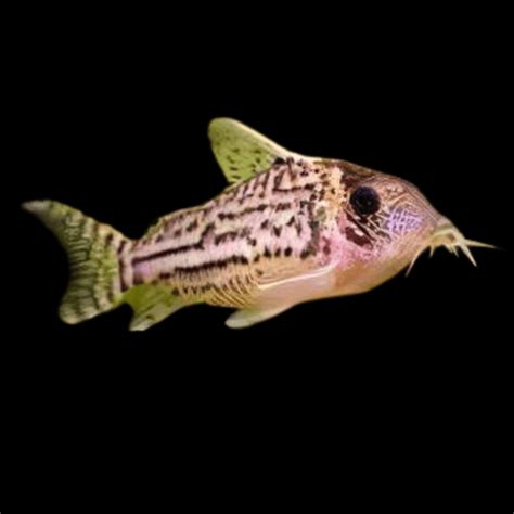 Ornate Corydoras Ornatus 4cm Catfish Uk