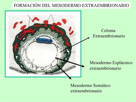 Embriologia Ucc Marzo 2017