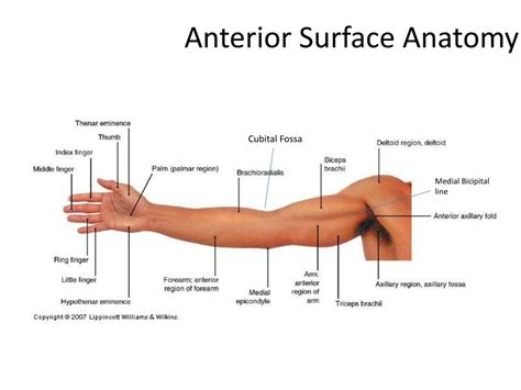 Ppt Arm Cubital Fossa Elbow Joint Powerpoint Presenta Vrogue Co