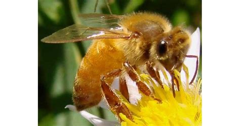 Характеристики на няколко раси пчели отглеждани в Европа Български Фермер