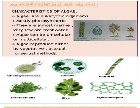 Apsg Class8 Microorganisms Lesson Notes