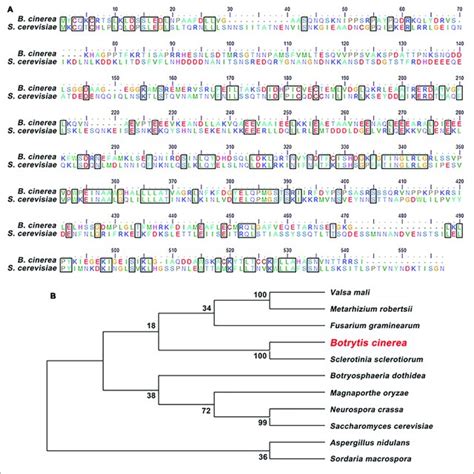 Sequence Alignment And Phylogenetic Analysis Of BcAtg A Protein Download Scientific