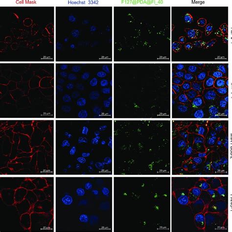 Intracellular Localisation Of F127 PDA NPs Fluorescent Images Of PDAC Download Scientific