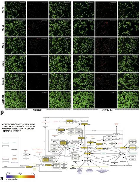 Role Of Runt Related Transcription Factor 1 Runx1t1 In Promoting