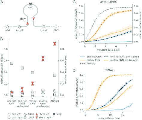 Impact Of Sequence And Structure On Terminator And Trna Recognition