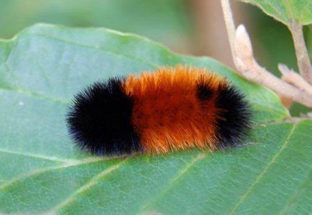 14 Types Of Black And Brown Caterpillars With Pictures