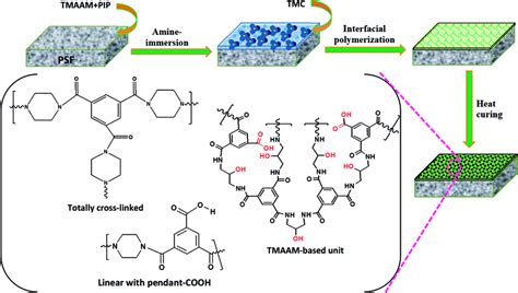 Schematic Diagram Of The Preparation Of Tmaam Modified Tfc Membranes