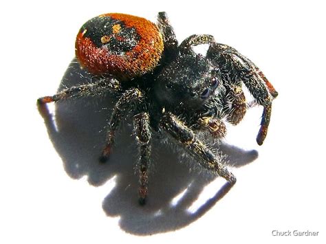 Black Skull On Its Back Red Jumping Spider By Chuck Gardner Redbubble