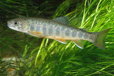 Bachsaibling Salvelinus Fontinalis Schöpfung