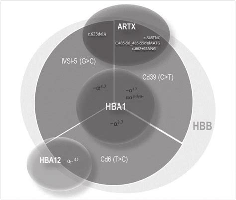 Llustration For The Co Inheritance Of Other Gene Mutations With Hbb Download Scientific Diagram