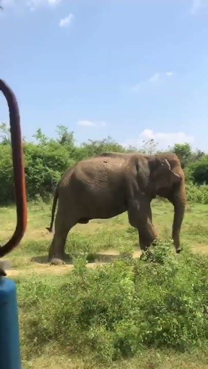 එයා කකුලෙන් ඔය කරන්නෙ තනකොල ගලෝනව කන්න 😥😥 Youtube