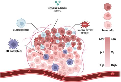 Main Hallmarks Of Hypoxic Tme Figure Created With