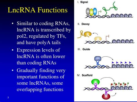 Ppt Lncrna Powerpoint Presentation Free Download Id 4808345