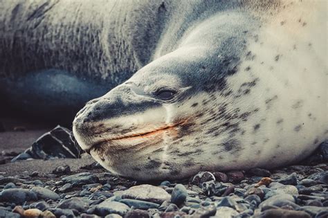 Kaikouras Seal Colony Where To Find Them And What To Expect