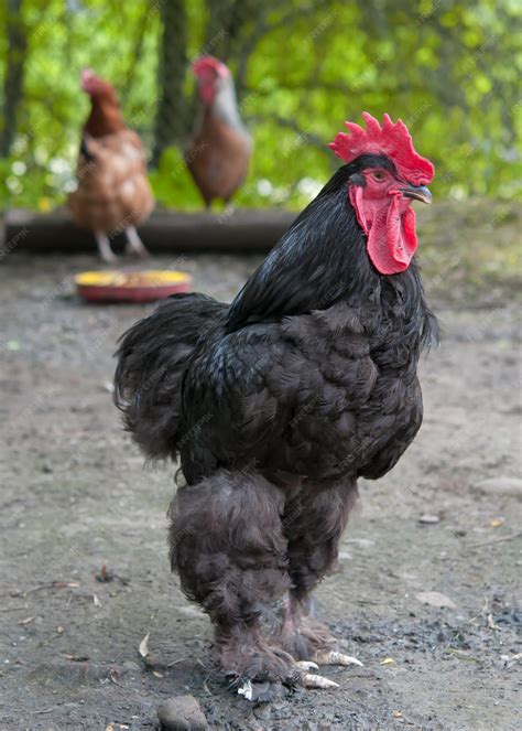 Premium Photo Black Cock