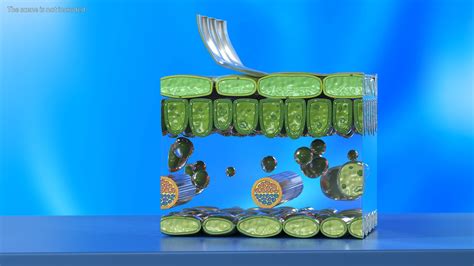 Realistic Leaf Anatomy 3d Turbosquid 2252730